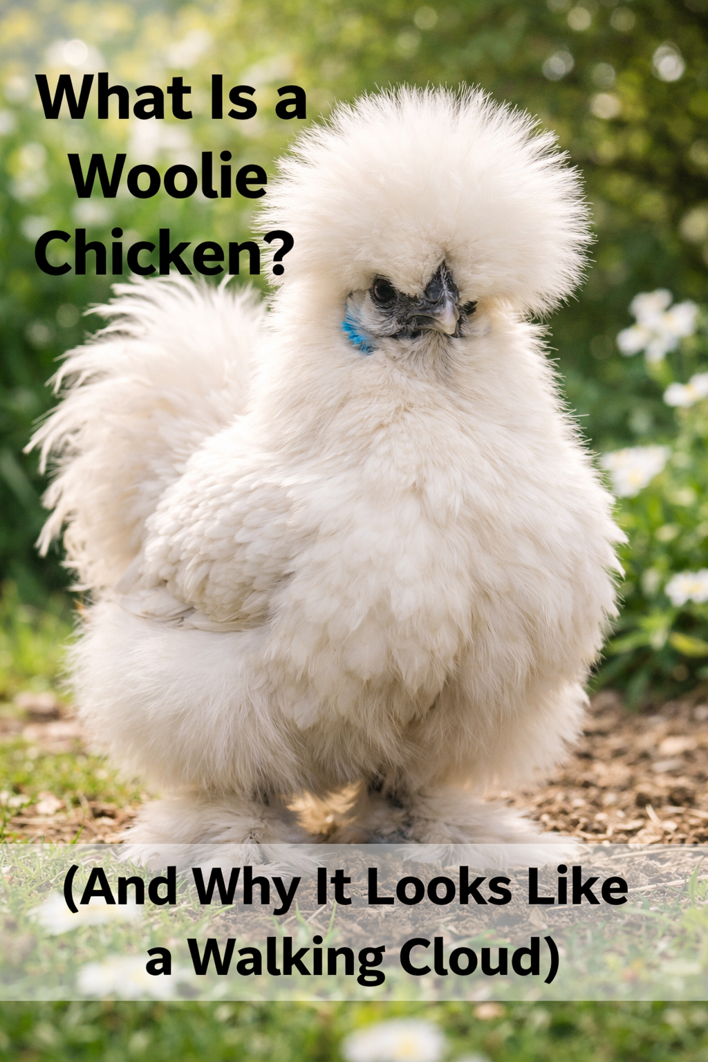 What Is a Woolie Chicken? (And Why They Look Like Walking Pom-Poms ...
